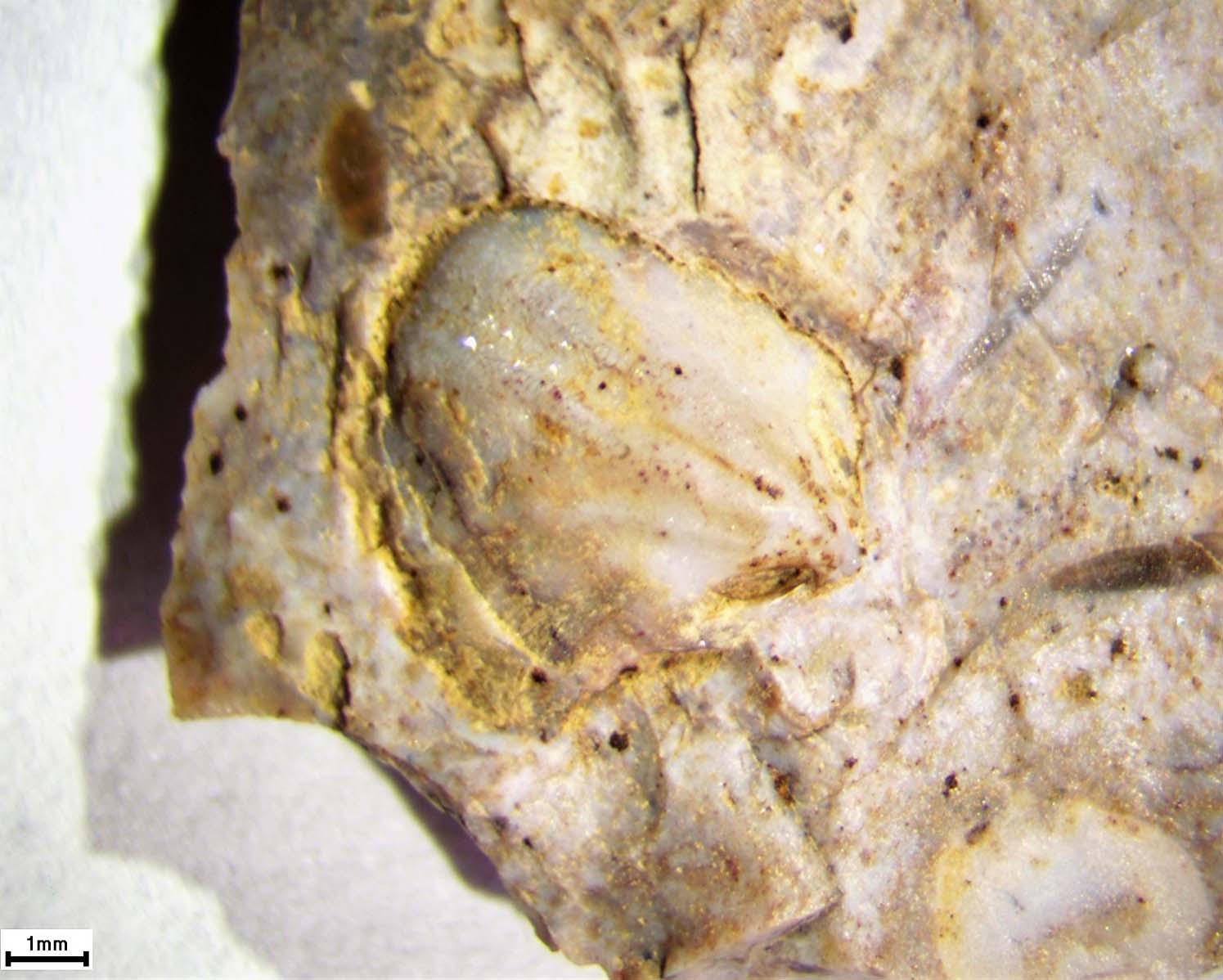 ASI Heritage - Projectile Point with Embedded Fossil